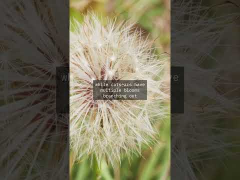 This is NOT a DANDELION!! #facts #crazy #amazing #wildlife #nature