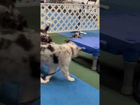 Cannoli at a puppy social learning how to socialize with other pups 😂
