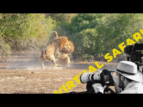 Lions Clash in Explosive Territorial Fight | Virtual Safari #276