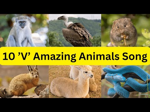 Vivid Ventures: 10 Amazing Animals Starting with 'V' Song for Kids