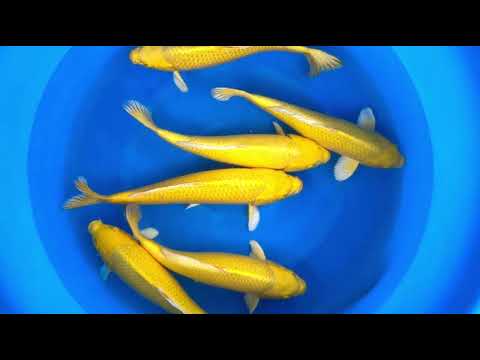 Japan Autumn Harvest 2024 🇯🇵 - HQ Sakazume Nisai Golden Yamabuki ⭐️
