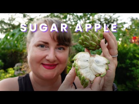 Sugar Apple – Food Forest Finds