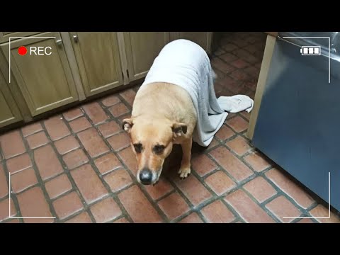 Secret Life of Animals Caught on Camera 😁 Funniest ANIMAL Videos