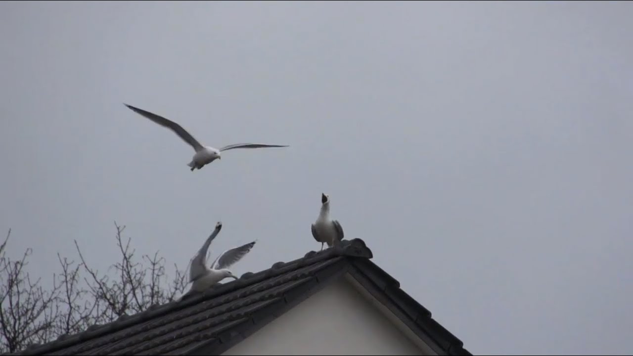 funny seagull sound by ani male