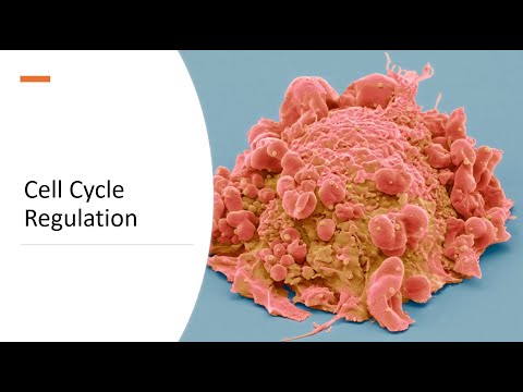 Cell Cycle Regulation