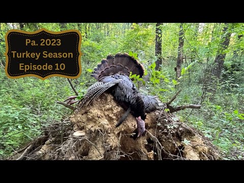 2023 Pa. Turkey Hunting Success / Day 25 / Episode 10 / late season public land