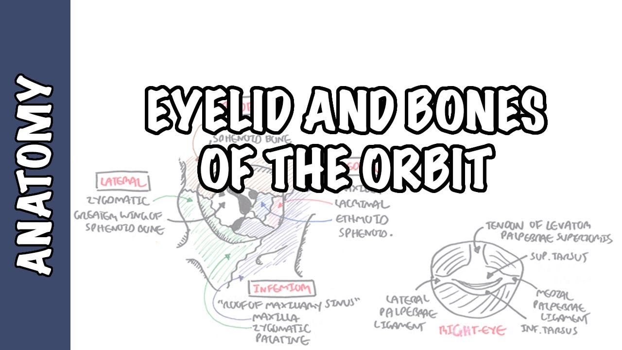 Anatomy   Eye Orbit and Eyelid