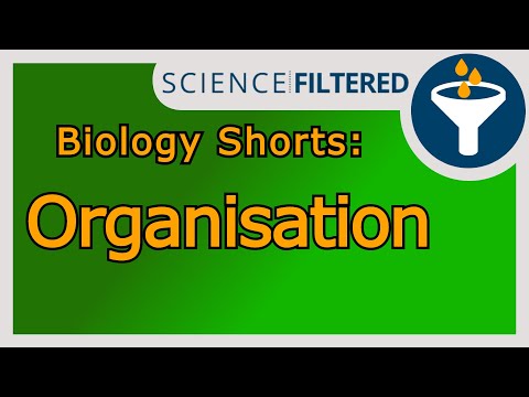 Video 32 - Optimum pH of enzymes - graphs