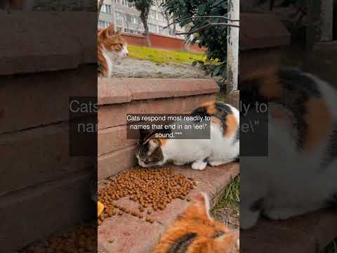 Cats respond most readily to names that end in an \ee\" sound."""