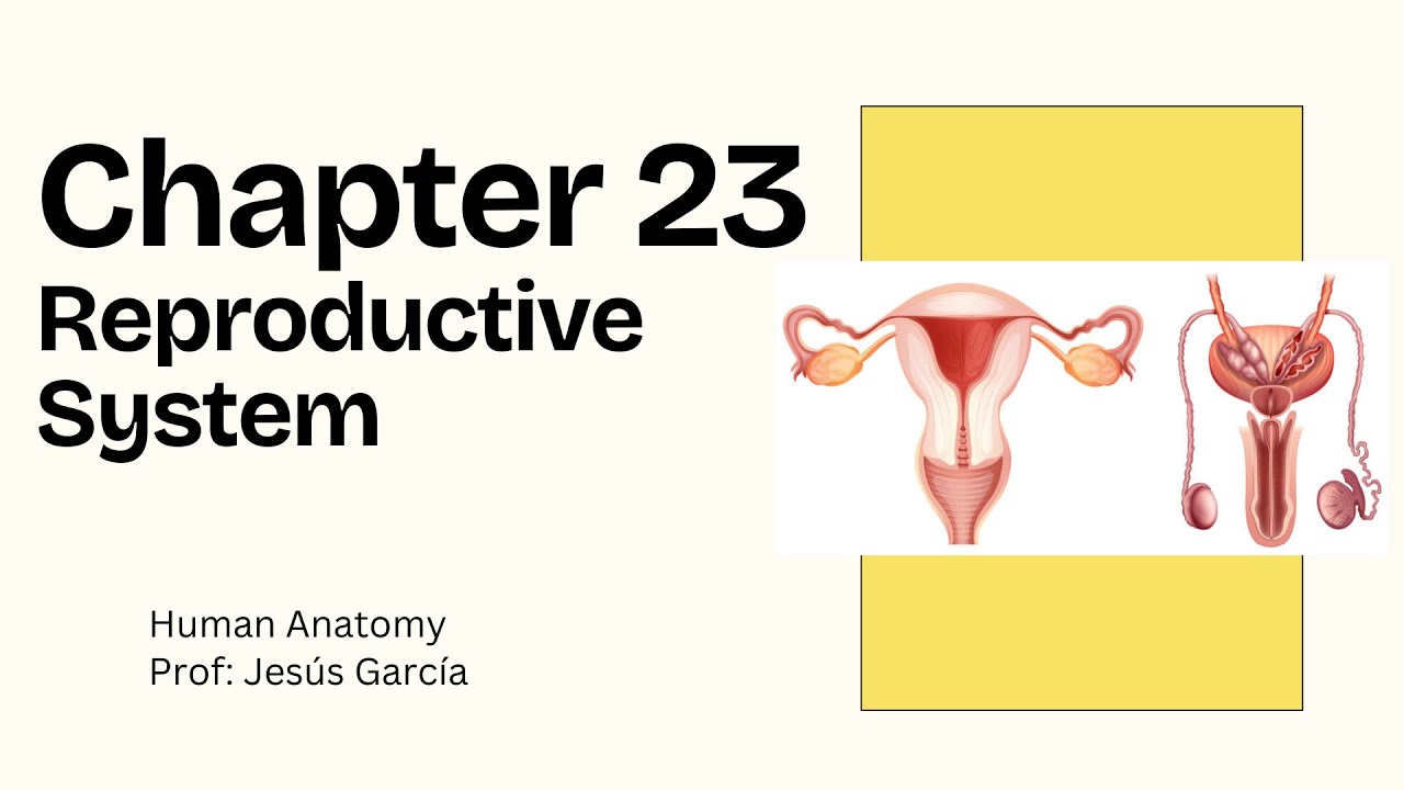 Chapter 23 - Reproductive System