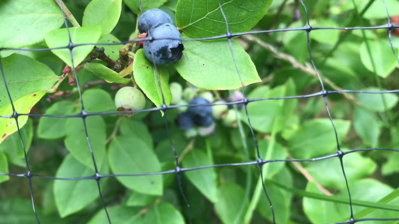 how to PROTECT your blueberries from birds