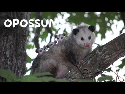 Animals start with O / Alphabet animals / O is for / Alphabetimals for kids @CoCo-hq3rd