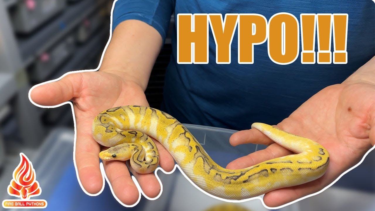Hypo Holdbacks pt.1 #ballpython  #snakes #eggcutting