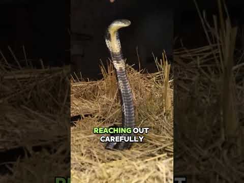 The snake charmer showed some real skills rescuing that snake #wildlife #animals #help #snake