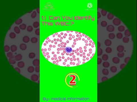 leukocytes identification training quiz || WBC identify || WBC differentiation ||