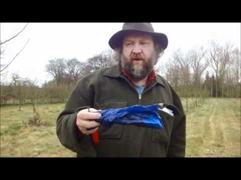 Collecting apple scion wood for grafting