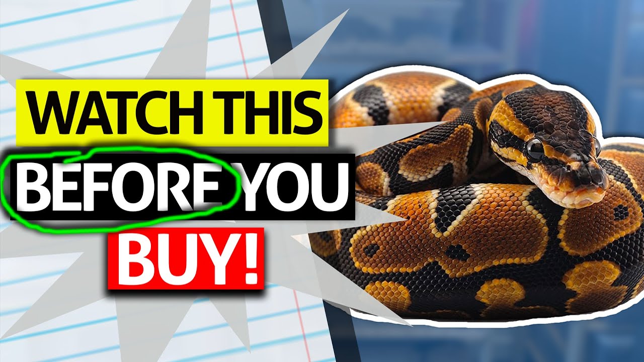 10 Items To Review Before You Buy Your First Ball Python