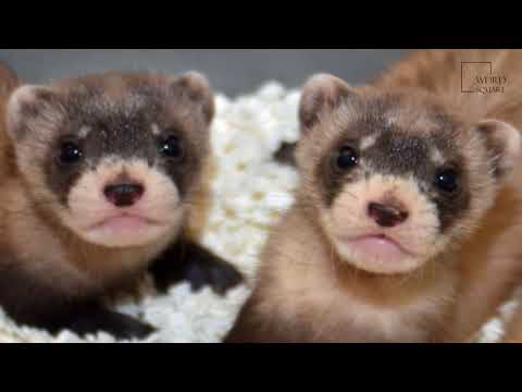 Interesting facts about African Polecat