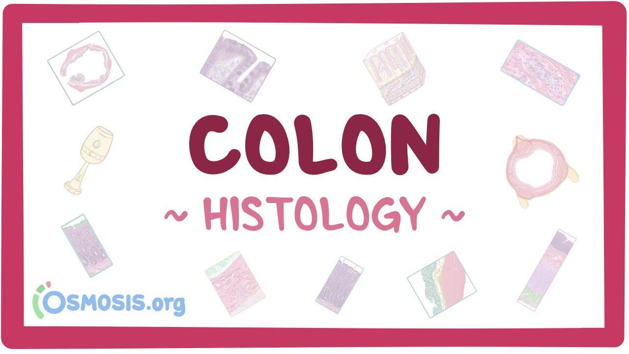 Colon: Histology