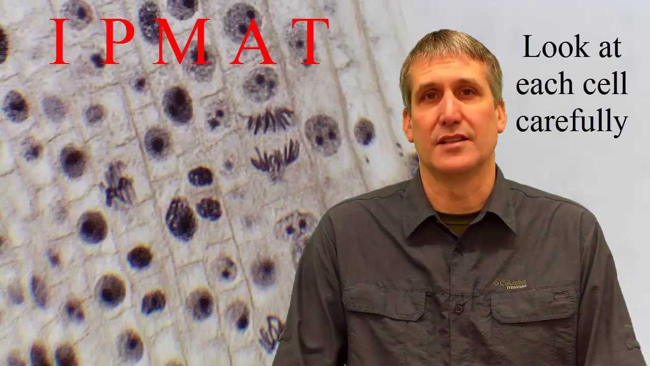 Onion Root Tip Mitosis Observations