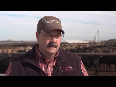 Cattlemen to Cattlemen - A Look Back At Day in the Life Stories