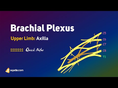 Upper Limb: Axilla | Brachial Plexus | Anatomy