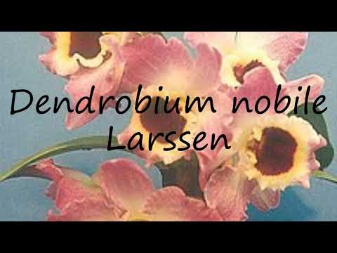 How to pronounce Dendrobium nobile Larssen in Norwegian?