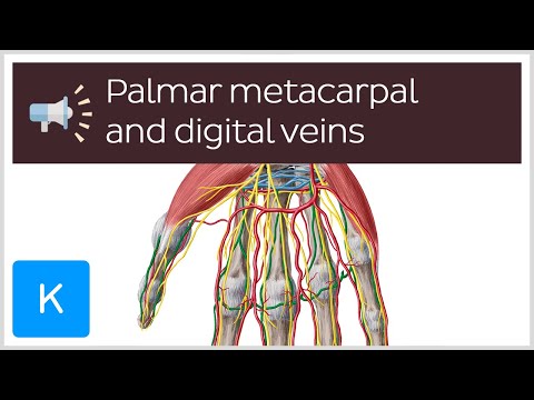 Palmar metacarpal and digital veins | Anatomical Terms Pronunciation by Kenhub