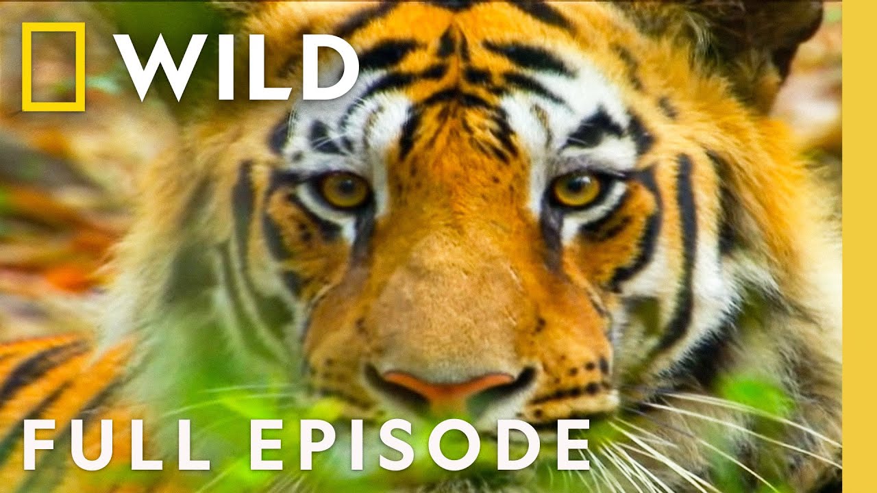 Tiger Jungles (Full Episode) | Secrets of Wild India | Nat Geo Animals