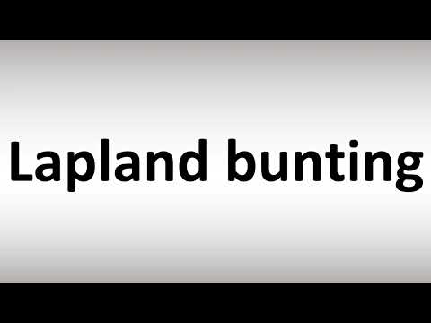 How to Pronounce Lapland bunting