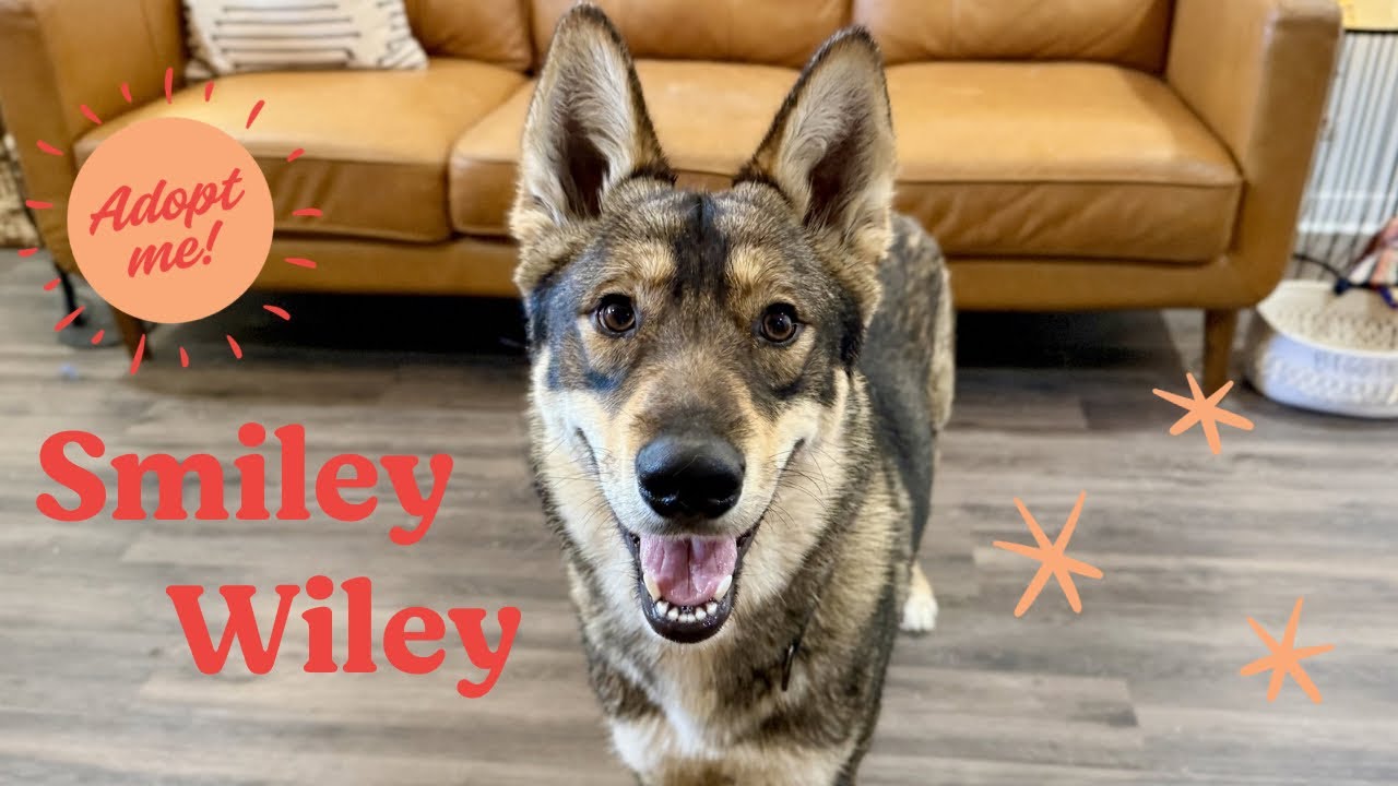 Adoptable Smiley Wiley | Hugging Smile Machine 