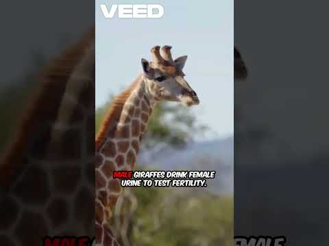 Three animal facts that you didn't know