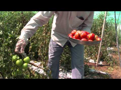 CODEX AND THE FOOD WE EAT - INDIA