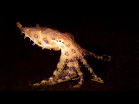 The deadly blue ring octopus 4K : Cool facts