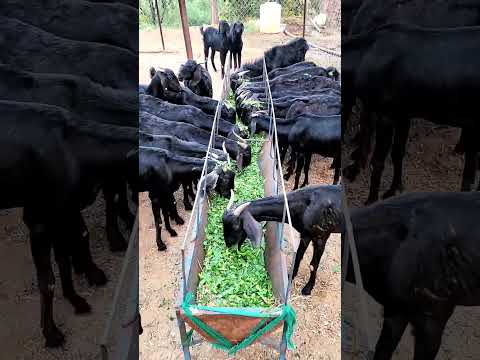 Goat Feeding with Multicut Red Napier Grass