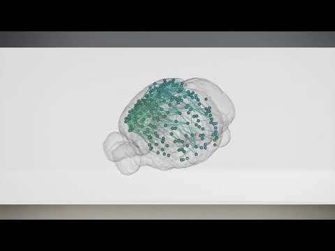 Revolutionary brain mapping: hundreds of neurons tracked in a week