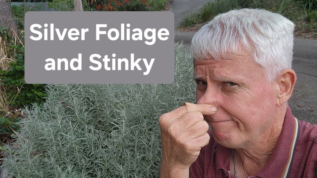 Stinky Silver Plant or Landscaper's Dream - Helichrysum italicum