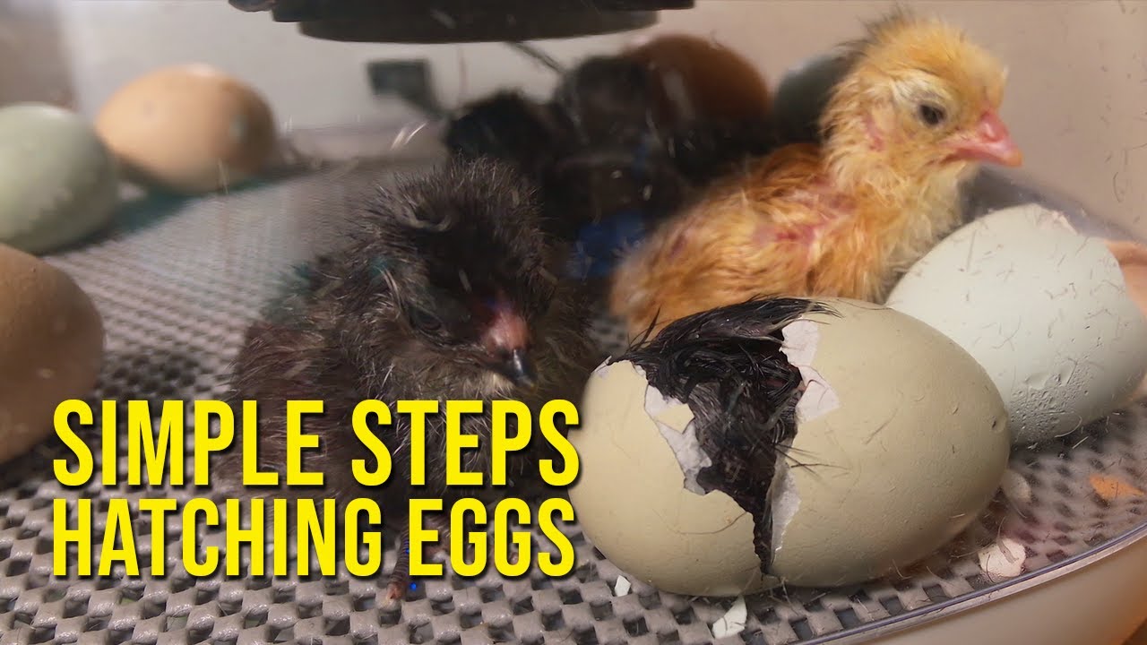 14 Steps to Hatching Chicken Eggs - Complete Beginner's Guide 2026