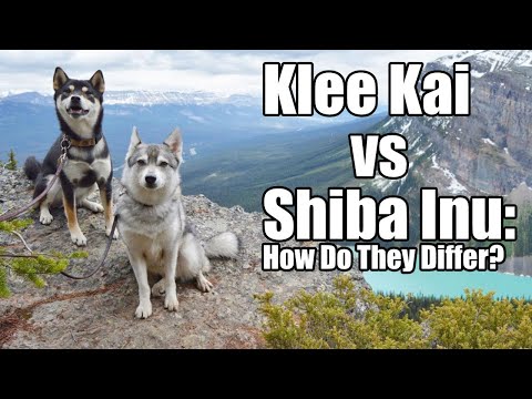 Alaskan Klee Kai v Shiba Inu: Temperament