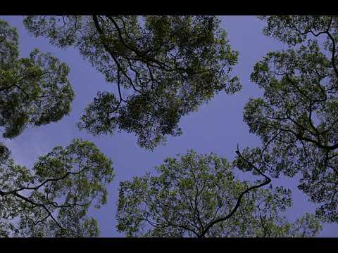 Canopy (biology) | Wikipedia audio article