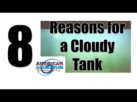 8 Reasons Cloudy Aquarium Water | Murky Water & Gray Fish Tank