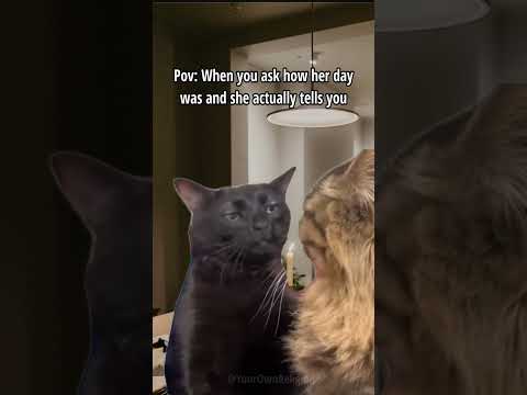 Black Cat Zoning Out π± - #shorts #cat #memes