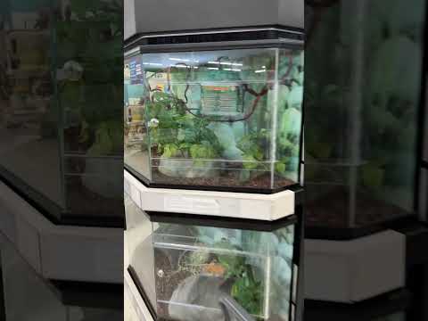 Someone needs a remedial course on chameleons!! #chameleon