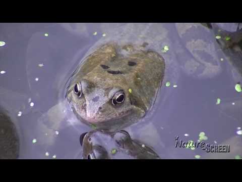 Pesticides kill frogs, new research | Dear Kitty. Some blog