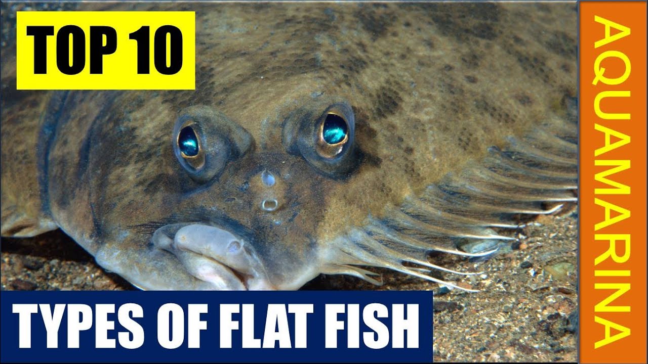 Types of Flat fishes (Top 10 most popular varieties)