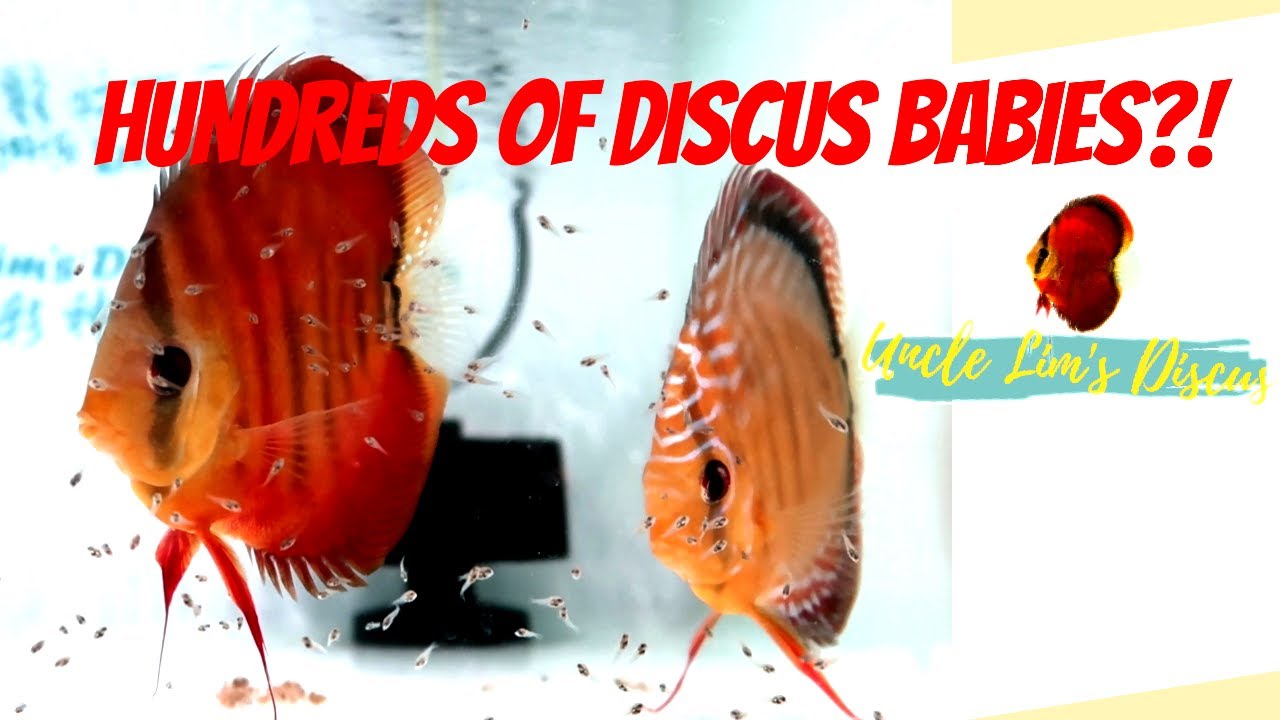 Hundred of Discus Babies - Breeding Discus Pair