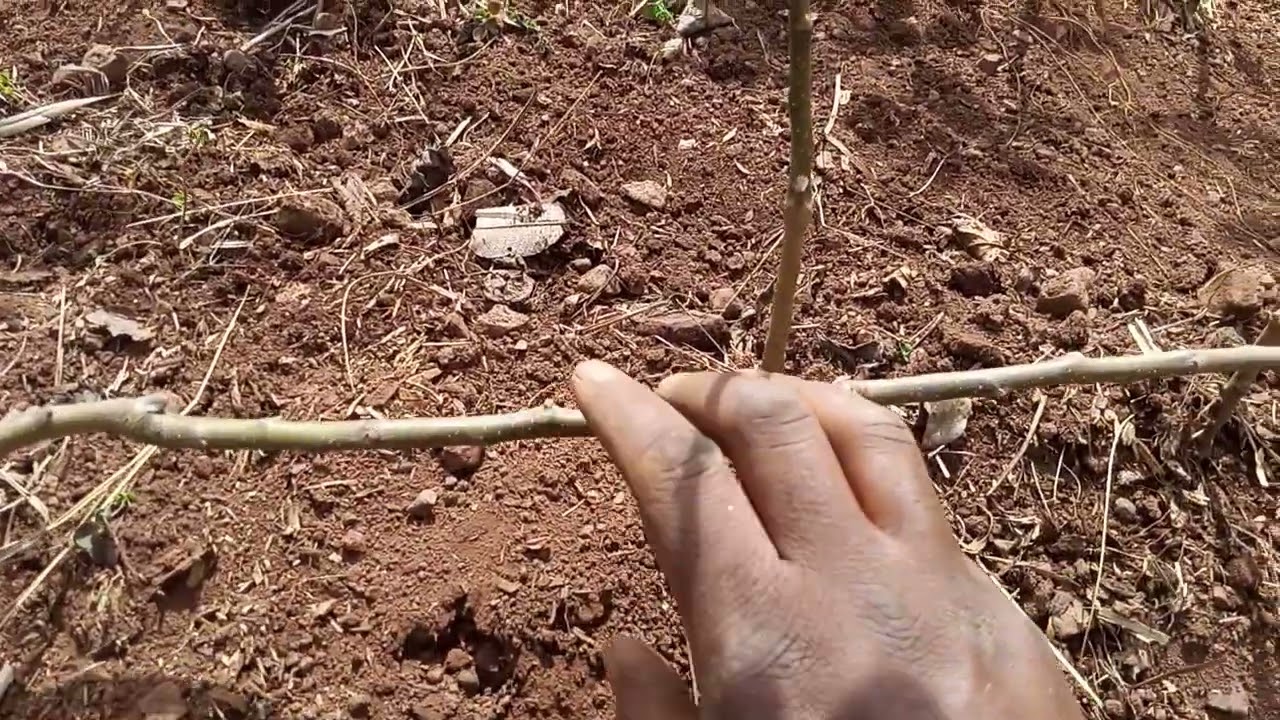Unlocking Apple Rootstock Propagation tricks#m9royalpasspubg #M7#Apple#rootstock