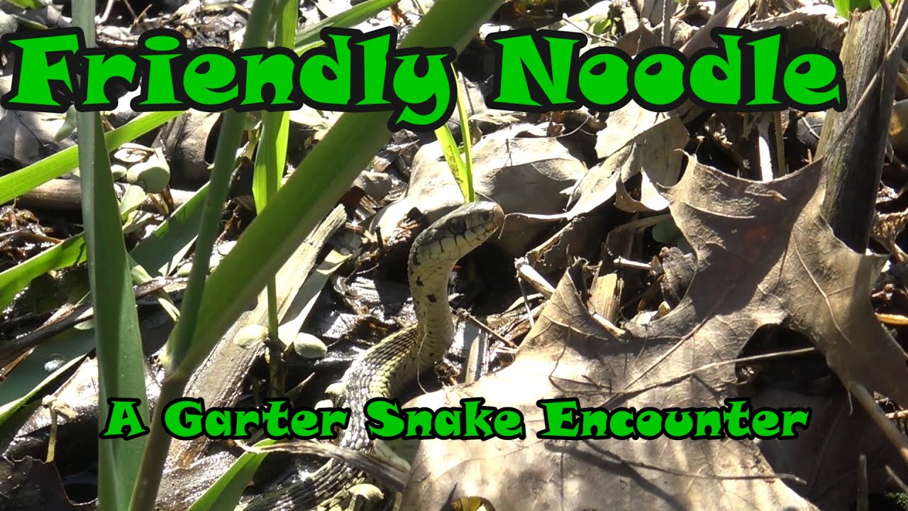 Friendly Noodle   A Garter Snake Encounter