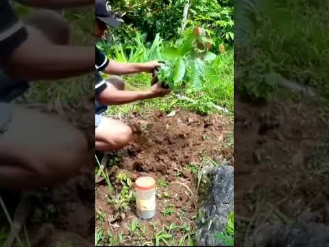 CARA MENANAM MATOA AGAR PENDEK DAN CEPAT BERBUAH