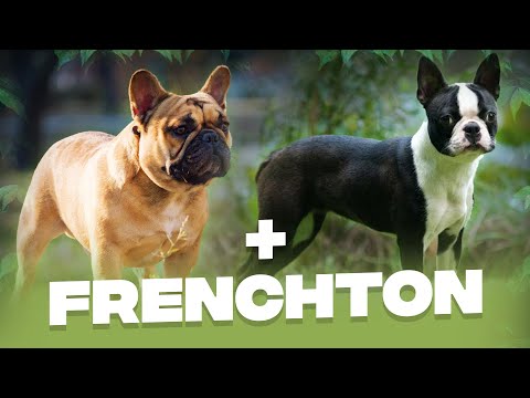 French Bulldog x Boston Terrier (FRENCHTON): What You Must Know About This Mischievous Dog Breed